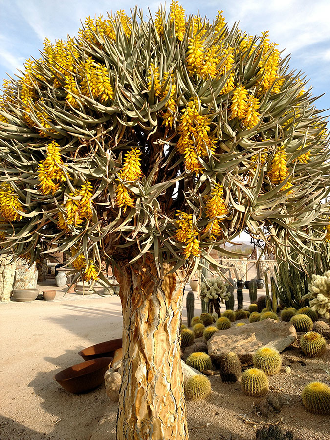 Desert Tree and Plant Nursery Cave Creek - Desert Foothills Gardens, Inc.