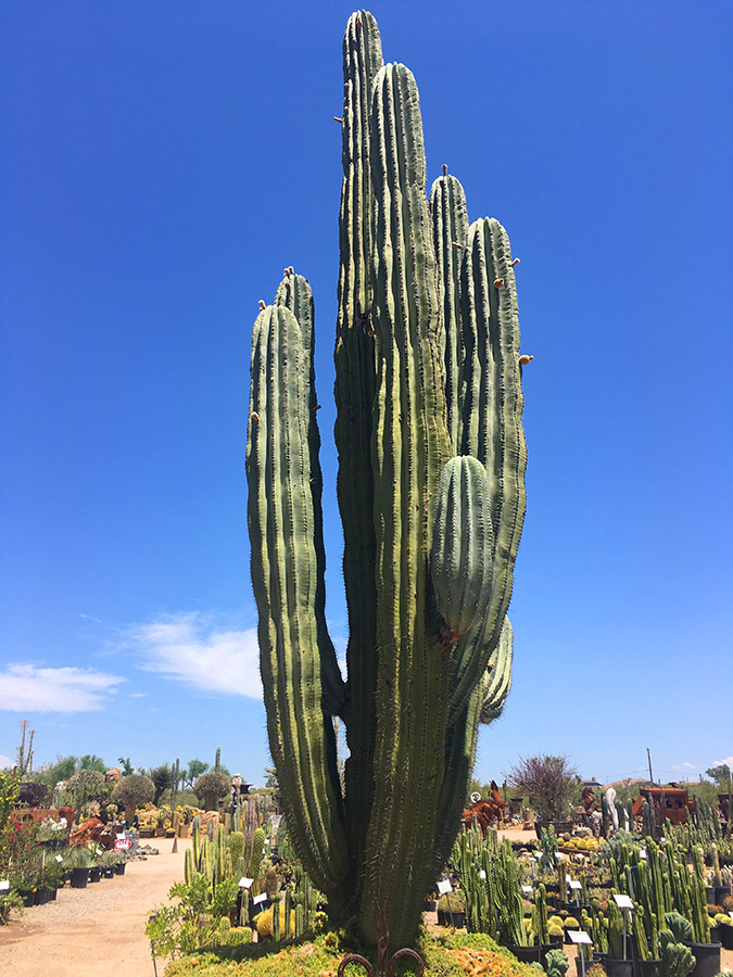 Desert Tree and Plant Nursery Cave Creek - Desert Foothills Gardens, Inc.