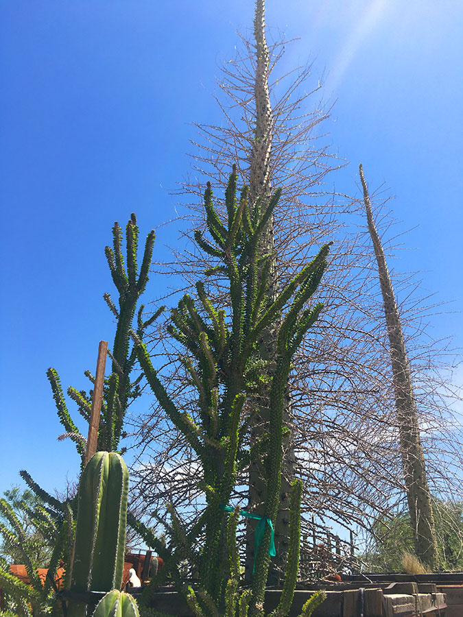 Desert Tree and Plant Nursery Cave Creek - Desert Foothills Gardens, Inc.