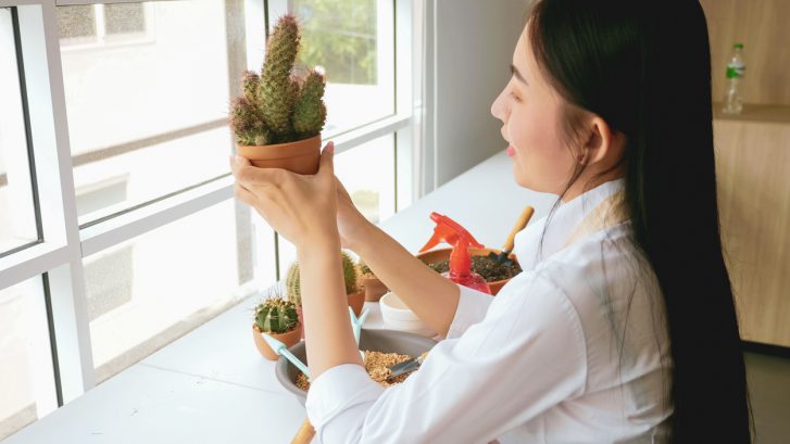 Tips For Growing Indoor Cactus - Desert Foothills Gardens Nursery Inc.