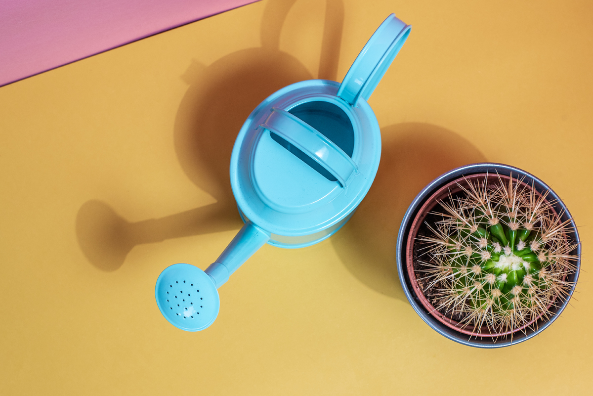 How To Water A Cactus - Desert Foothills Gardens Nursery Inc.