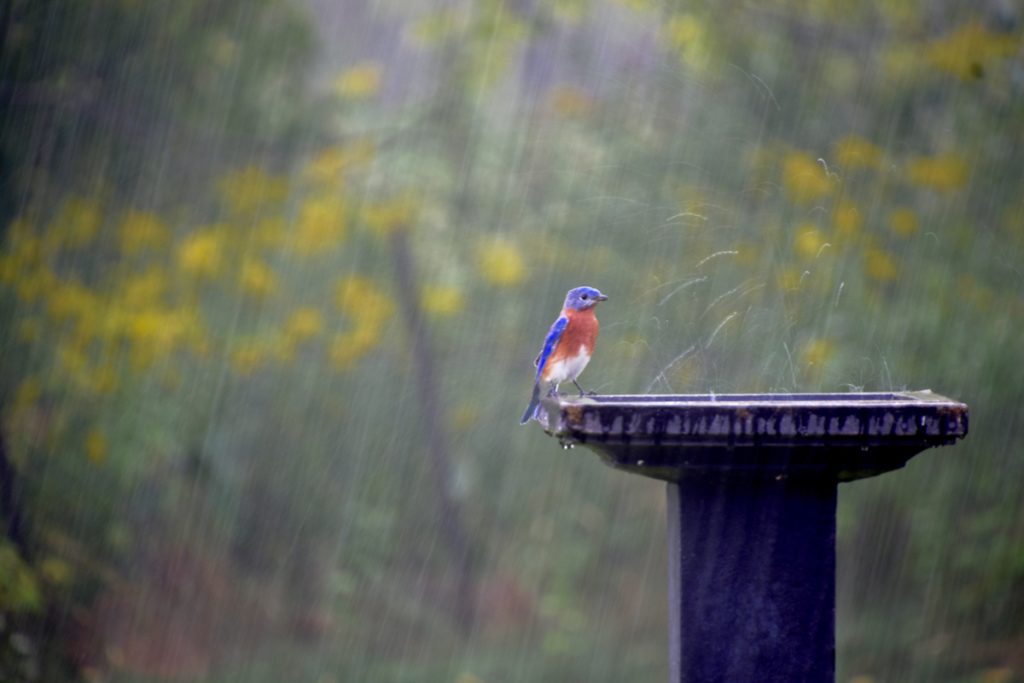 How To Clean A Bird Bath - Desert Foothills Gardens Nursery Inc.