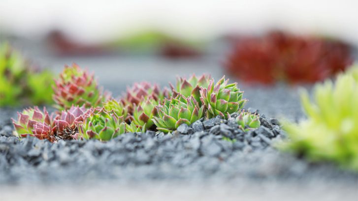 Principles of Xeriscaping - Desert Foothills Gardens Nursery, Inc.